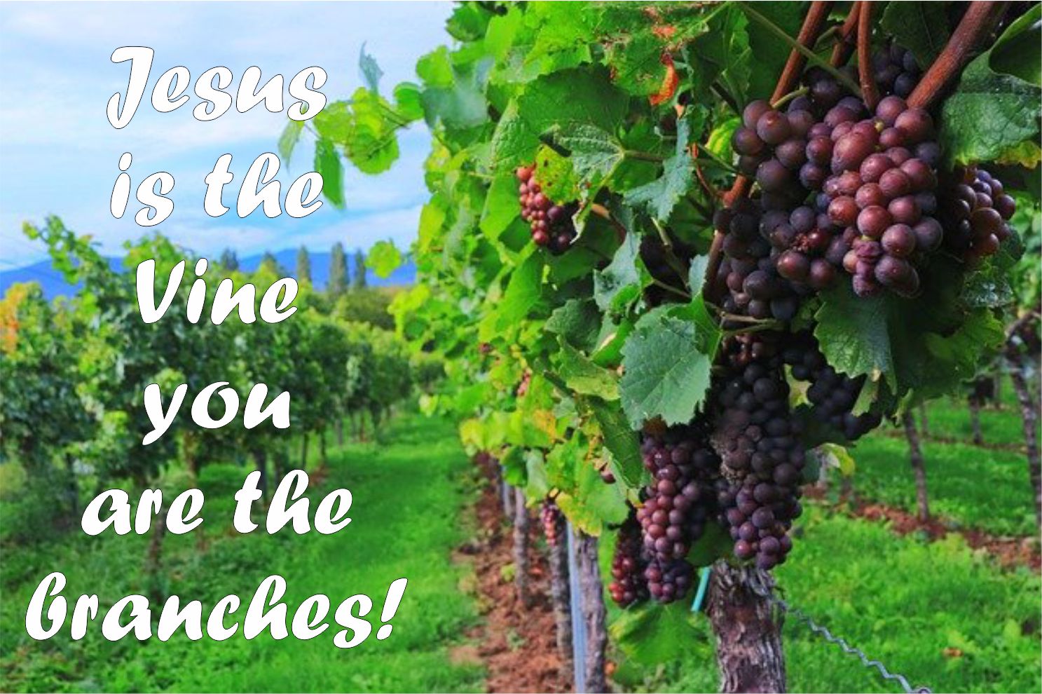 Life In The Vine - Almighty I AM Calls